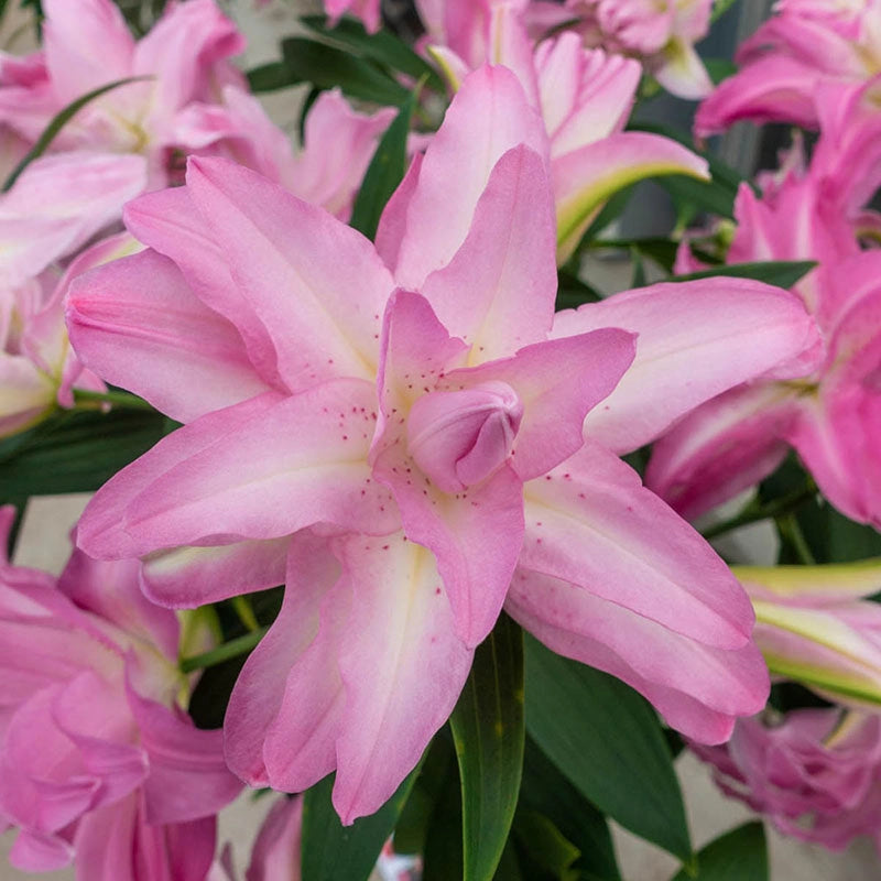 Shop Lotus Dream Lily Bulbs | Oriental Lilies | Breck's