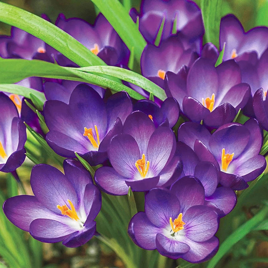 Shop Ruby Giant Snow Crocus Online | Crocus Bulbs | Breck's