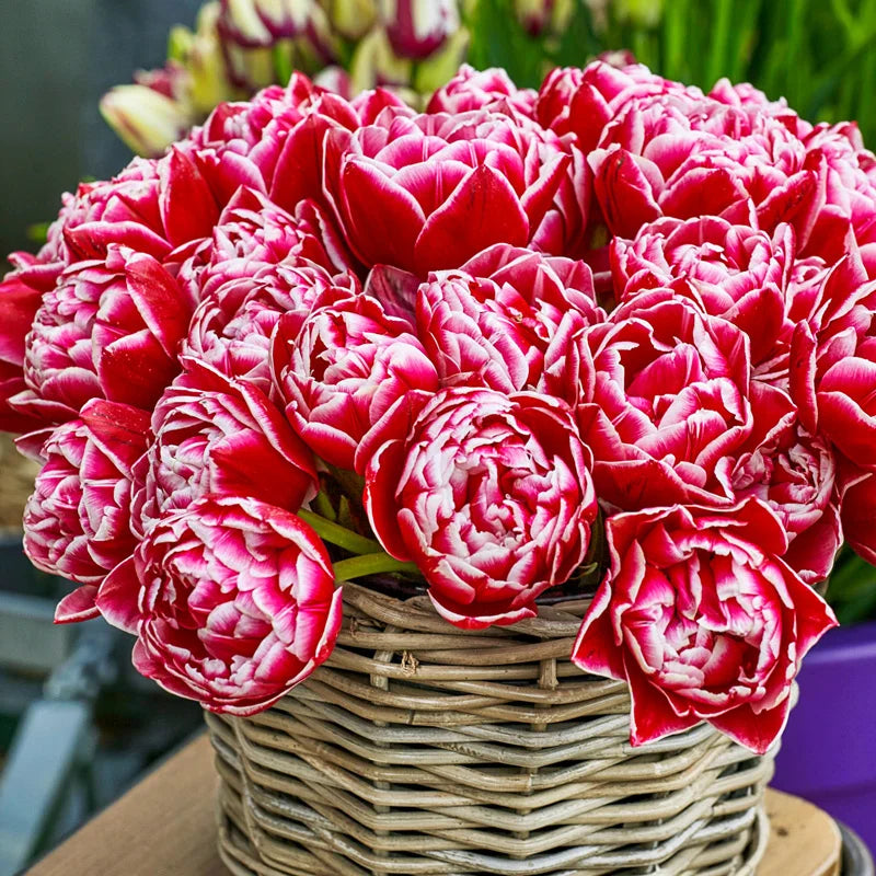 Shop Columbus Tulip Bulbs Online | Double Tulips | Breck's
