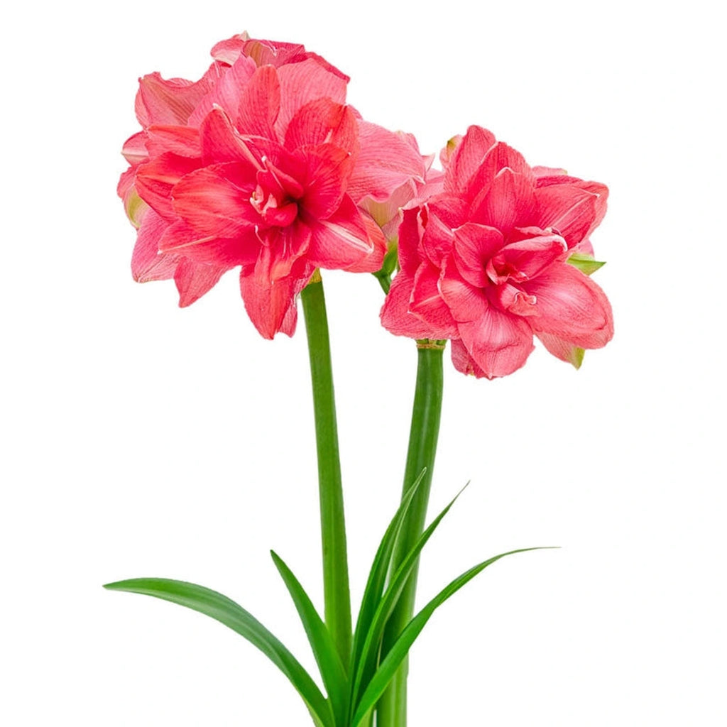 Candy Nymph Amaryllis Bulb | Shop and Save at Breck's