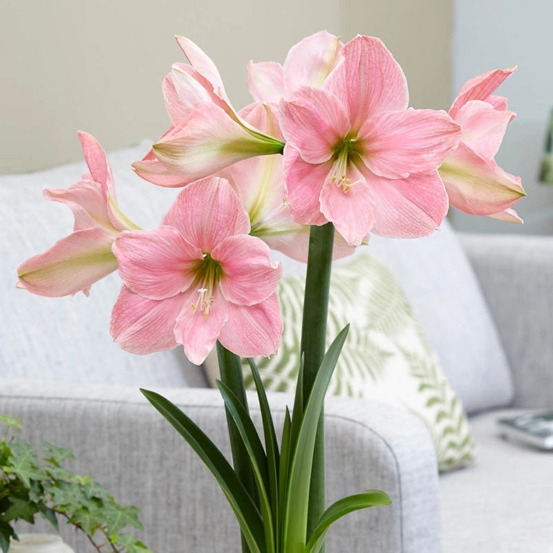 Sweet Star Amaryllis Bulb | Buy Winter Bulbs at Breck's