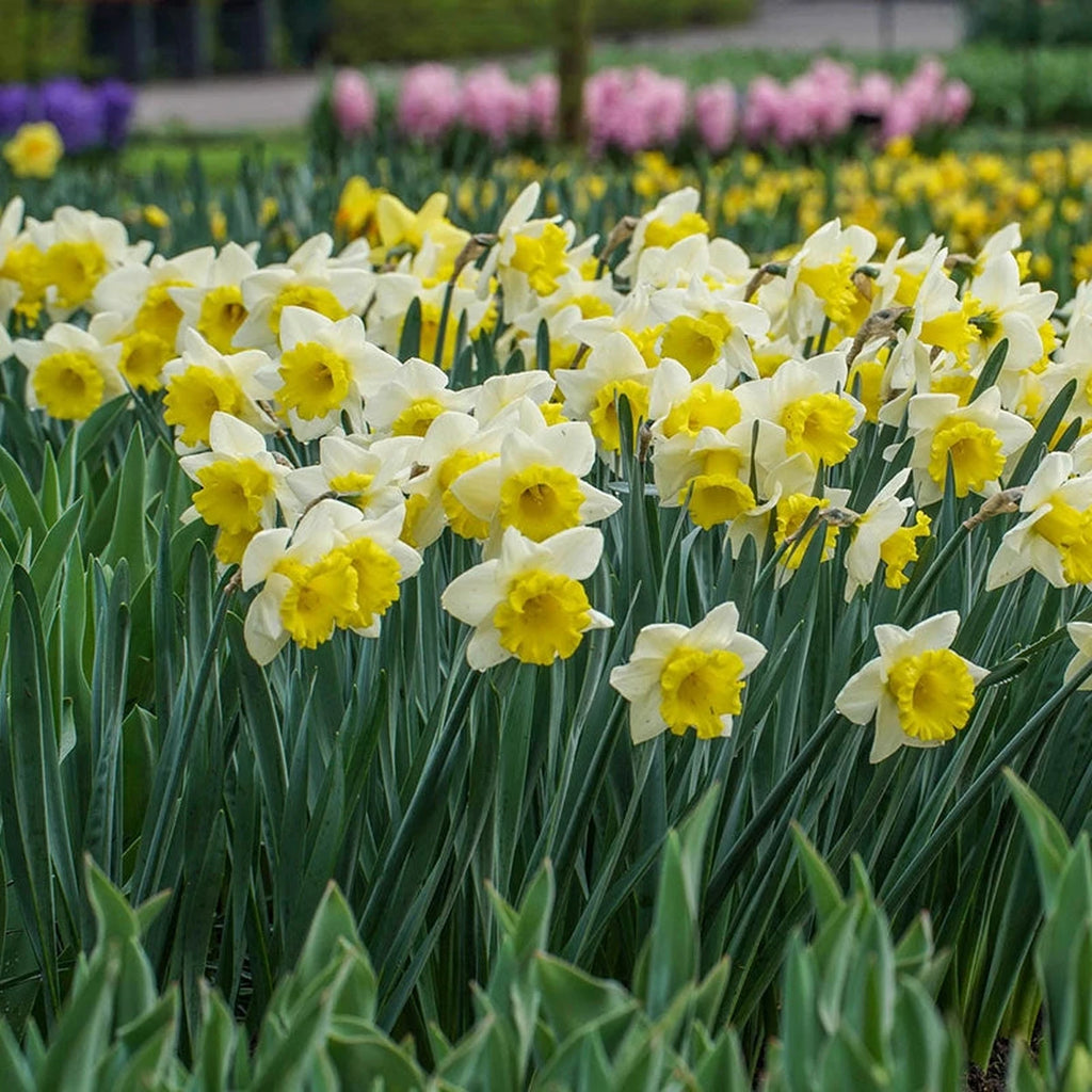 Buy Goblet Daffodil | Great Deals on Spring Bulbs | Breck's – Brecks