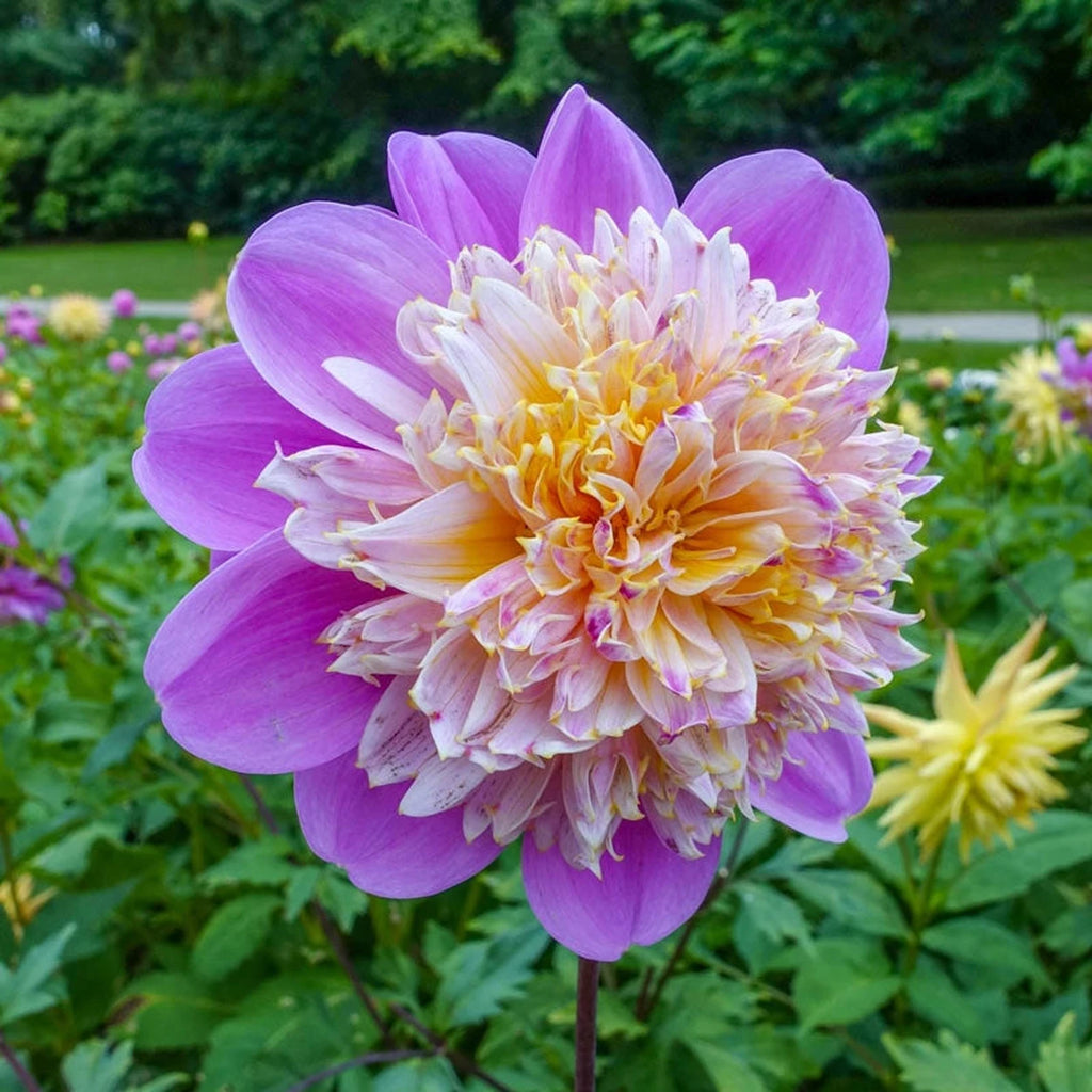 Shop Take Off Dahlia | Anemone Dahlias | Brecks Gifts