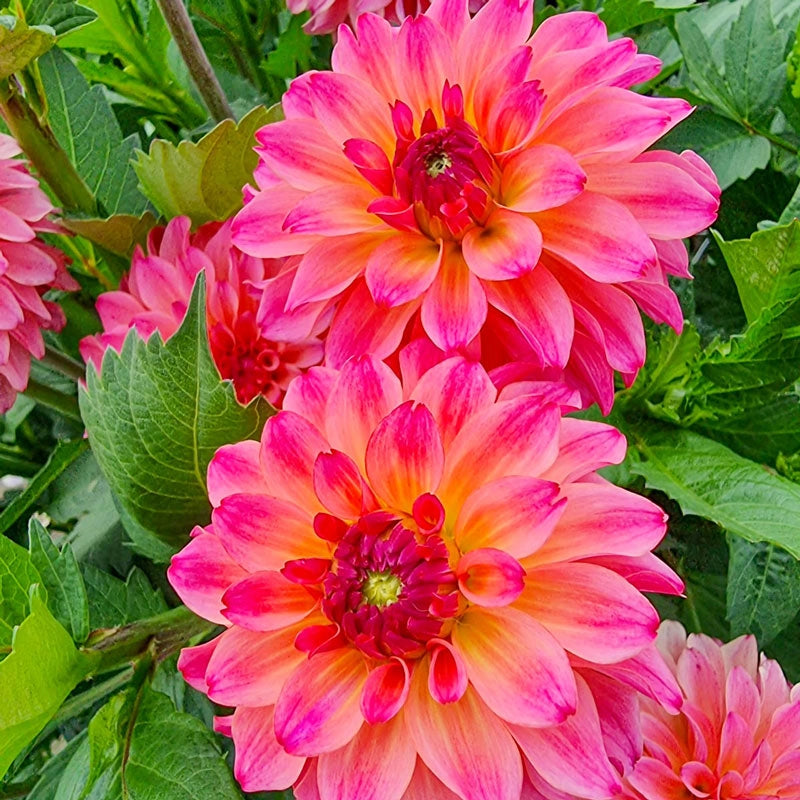 Buy Belfloor Dahlia Online | Decorative Dahlias | Breck's