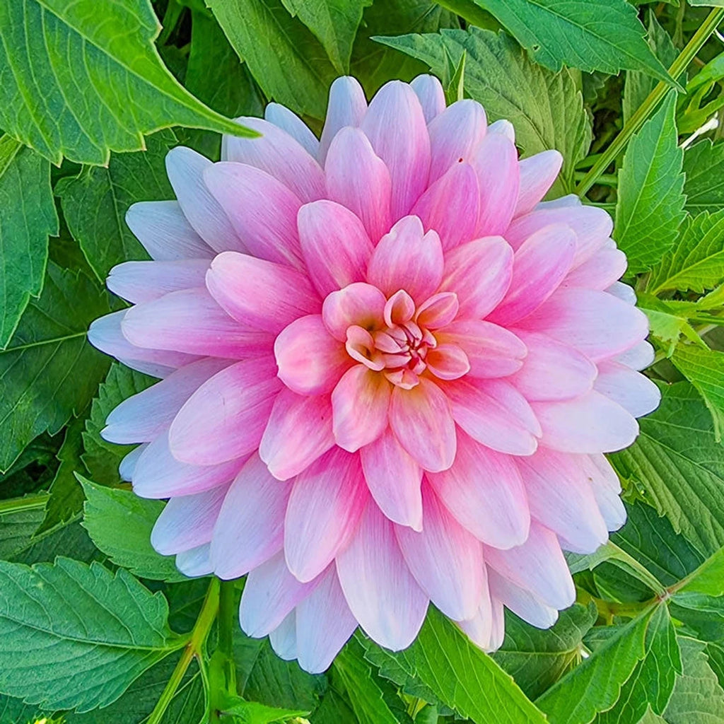 Buy Gerrie Hoek Dahlia Bulbs | Decorative Dahlias | Breck's