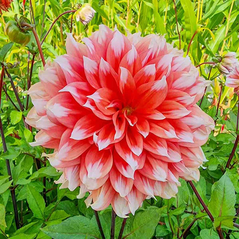 Buy Holland Festival Dahlia | Decorative Dahlias | Breck's