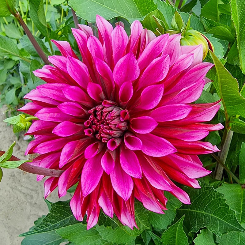 Buy Tanita Dahlia Online | Decorative Dahlias | Breck's