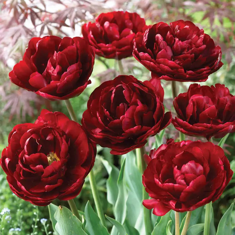 Buy Ruby Velvet Tulips Online | Double Tulip Bulbs | Breck's