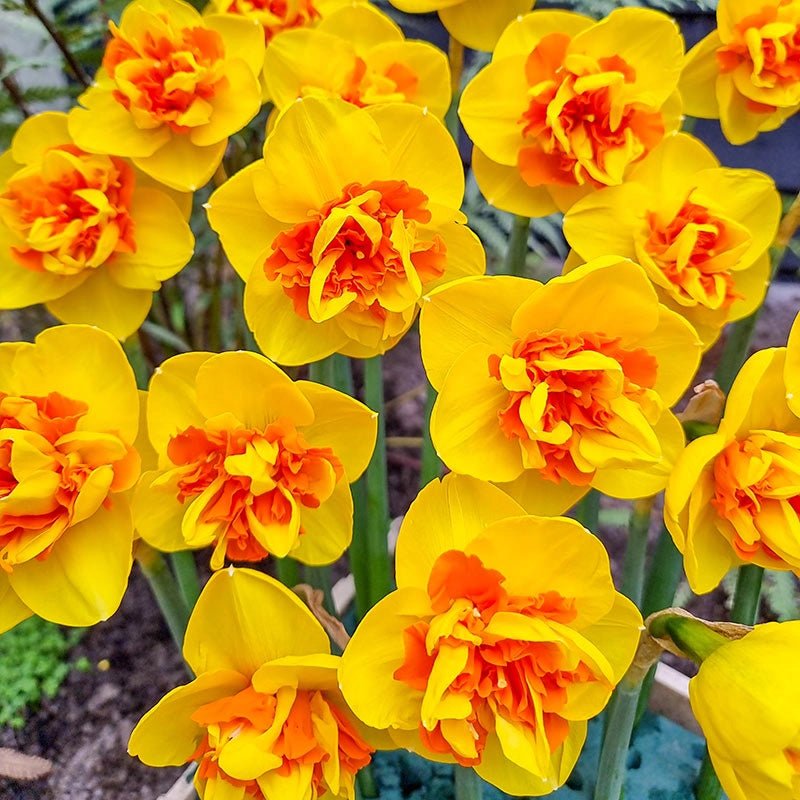 Shop Sizzling Fire Daffodils | Daffodil Bulbs | Breck's