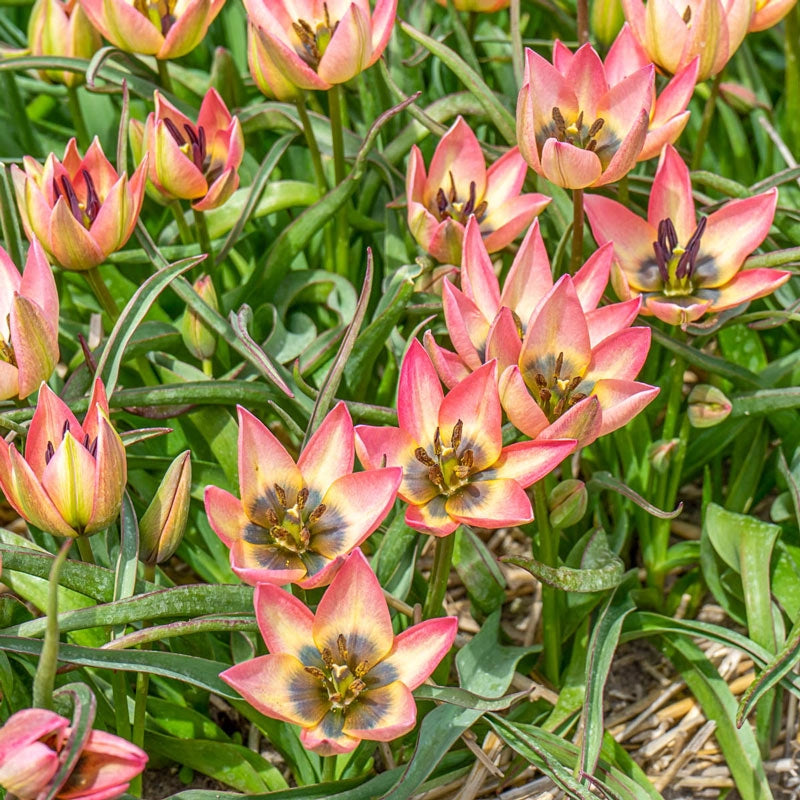 Shop Tulip Danique Online | Fall Planted Bulbs | Breck's