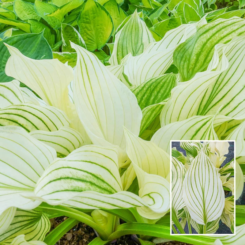 Improved White Feather Hosta Super Sak | Buy Online | Breck's – Brecks