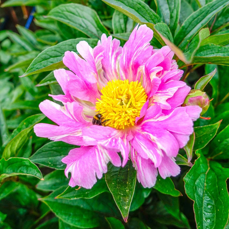 Buy Pink Spritzer Peony Online | Fragrant Peonies | Breck's