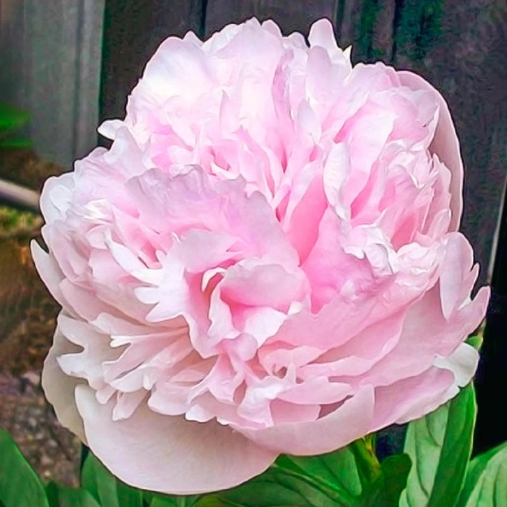 Buy Lady Orchid Peony Online | Specialty Peonies | Breck's