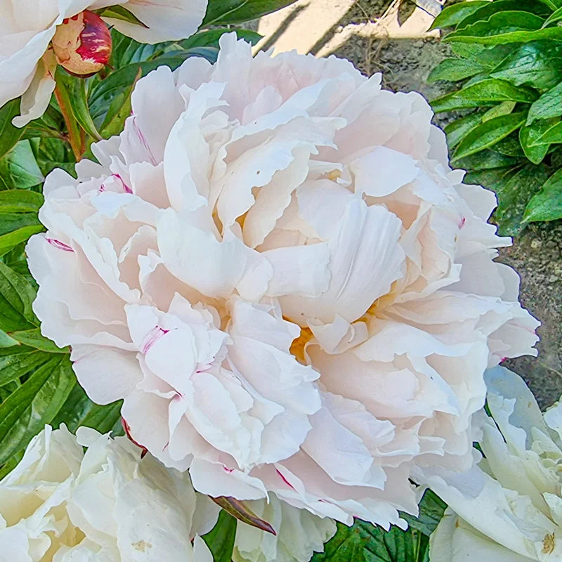 Buy White Lullaby Peony Online | White Peonies | Breck's – Brecks