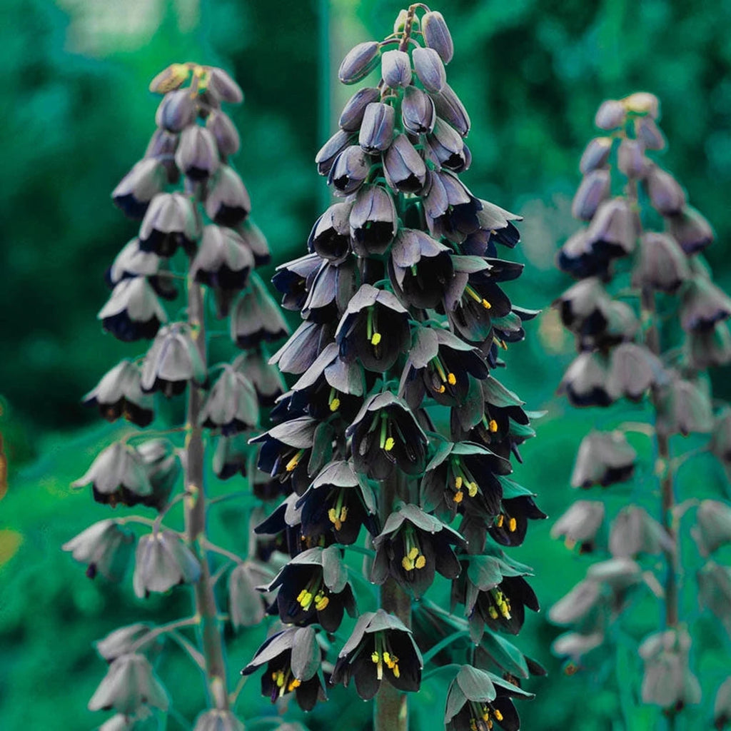 Buy Fritillaria Persica Online | Fall Planted Bulbs | Breck's