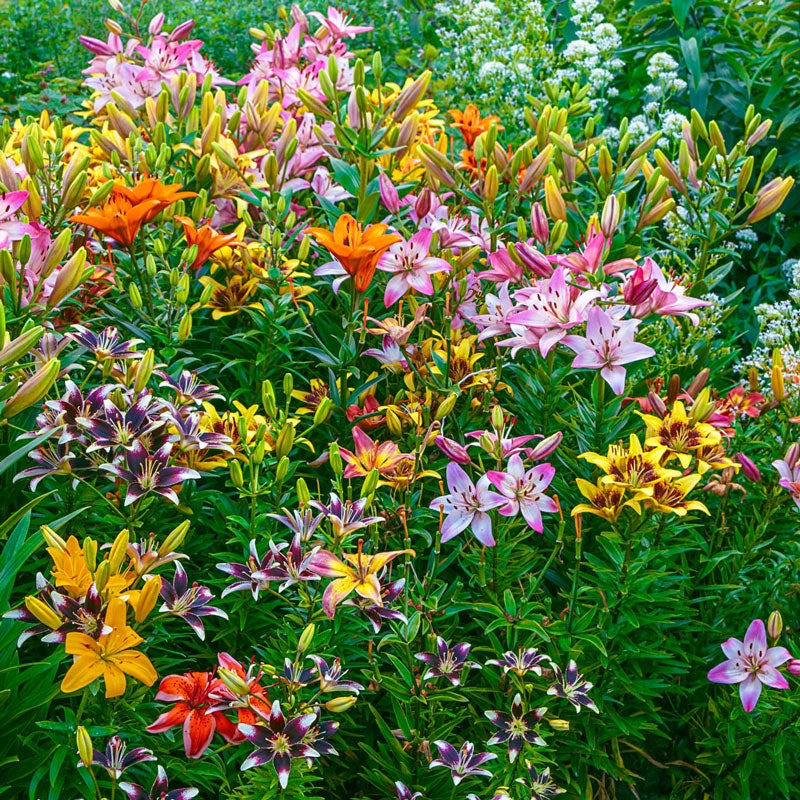 Buy Fireworks Lily Mixture | Asiatic Lily Bulbs | Breck's