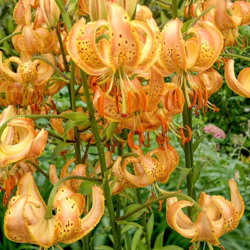 Shop Peppard Gold Lily | Spring Planted Bulbs | Breck's