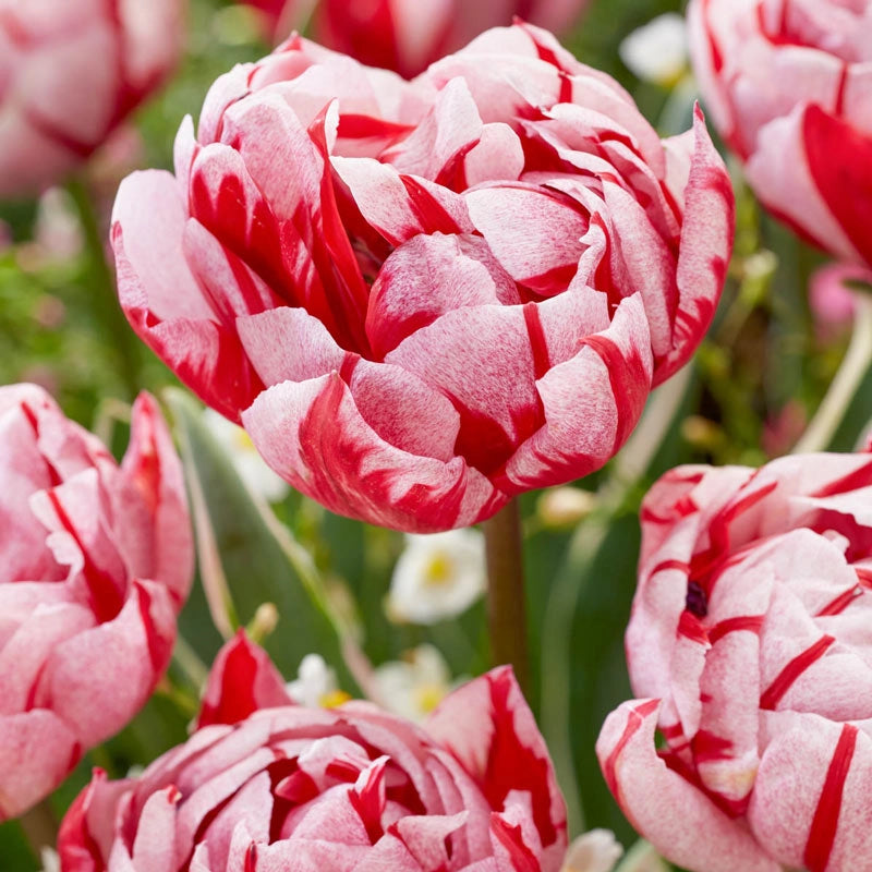 Buy Carnaval Sweet Tulips Online | Tulip Bulbs | Breck's – Brecks