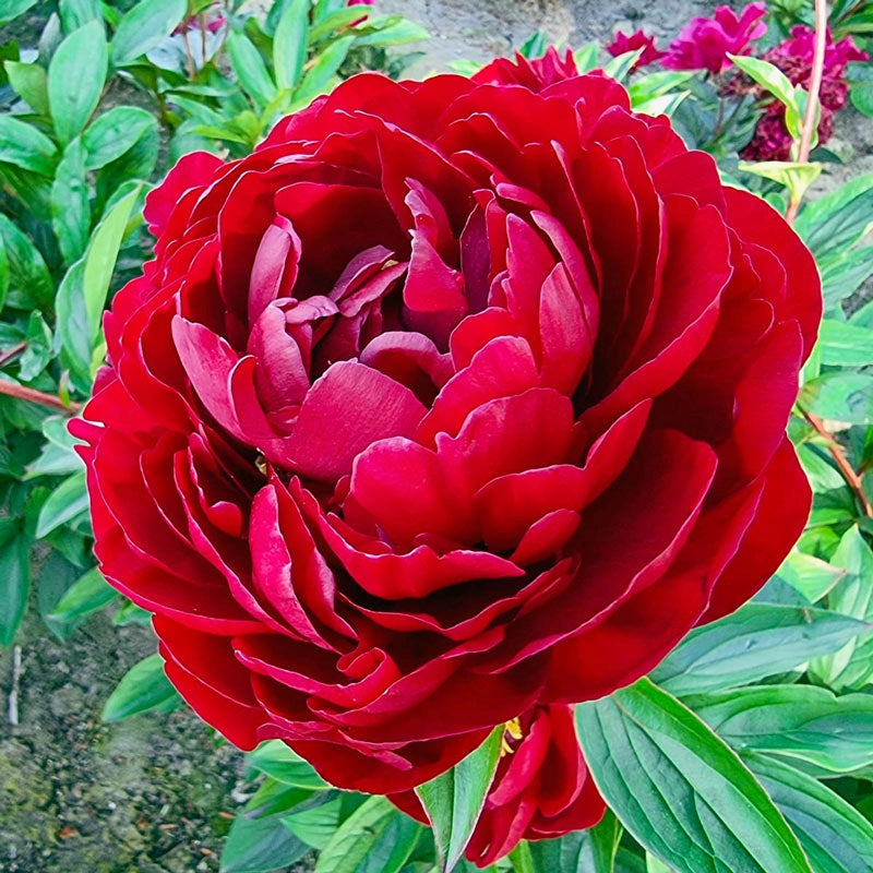 Buy Paul M Wild Peony Online | WOW Peonies | Breck's