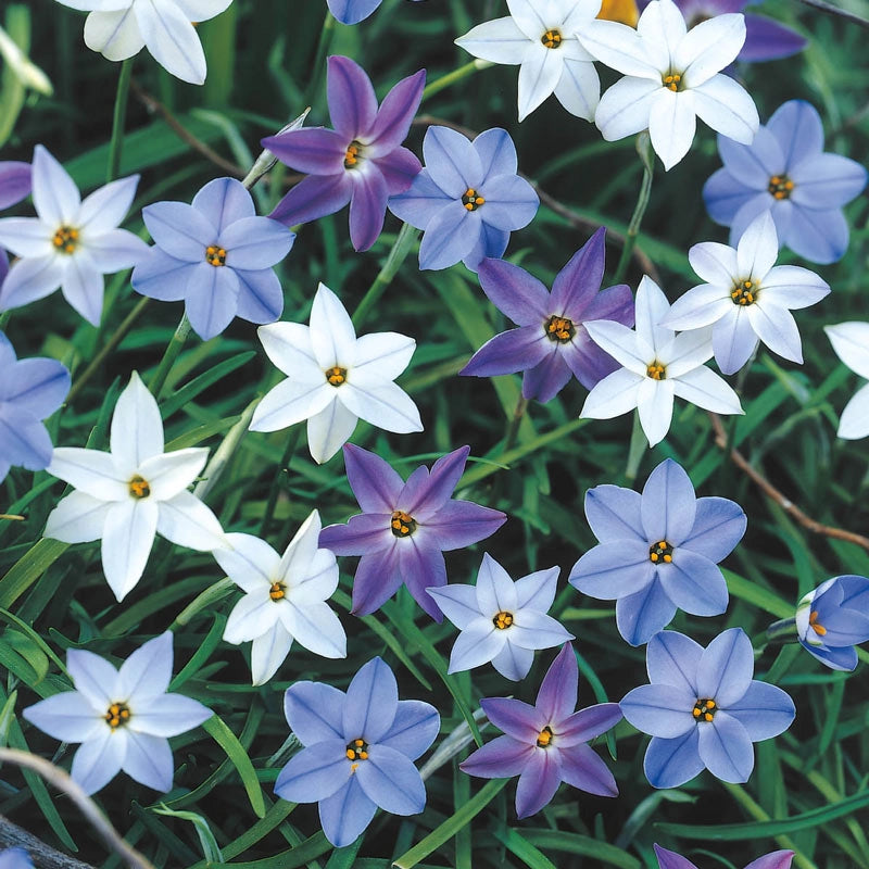 Buy 2 Months of Delft Spring Starflower Mixture | Breck's – Brecks