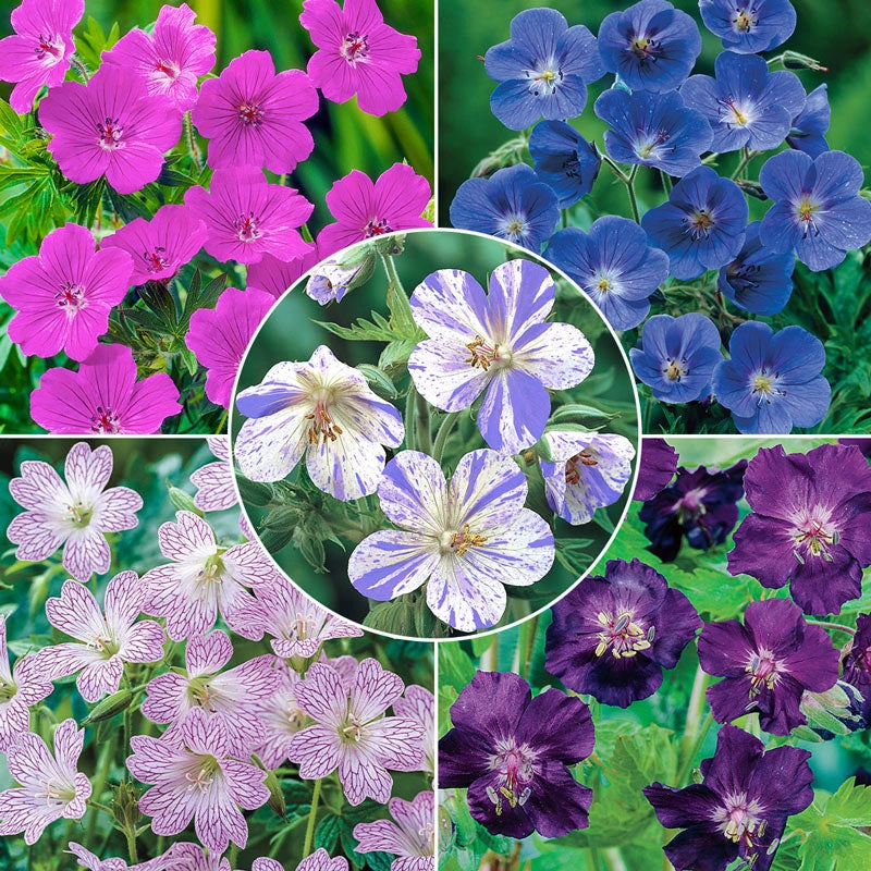 Shop Everblooming Hardy Geranium Collection | Breck's – Brecks