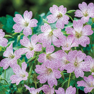 Shop Everblooming Hardy Geranium Collection | Breck's – Brecks