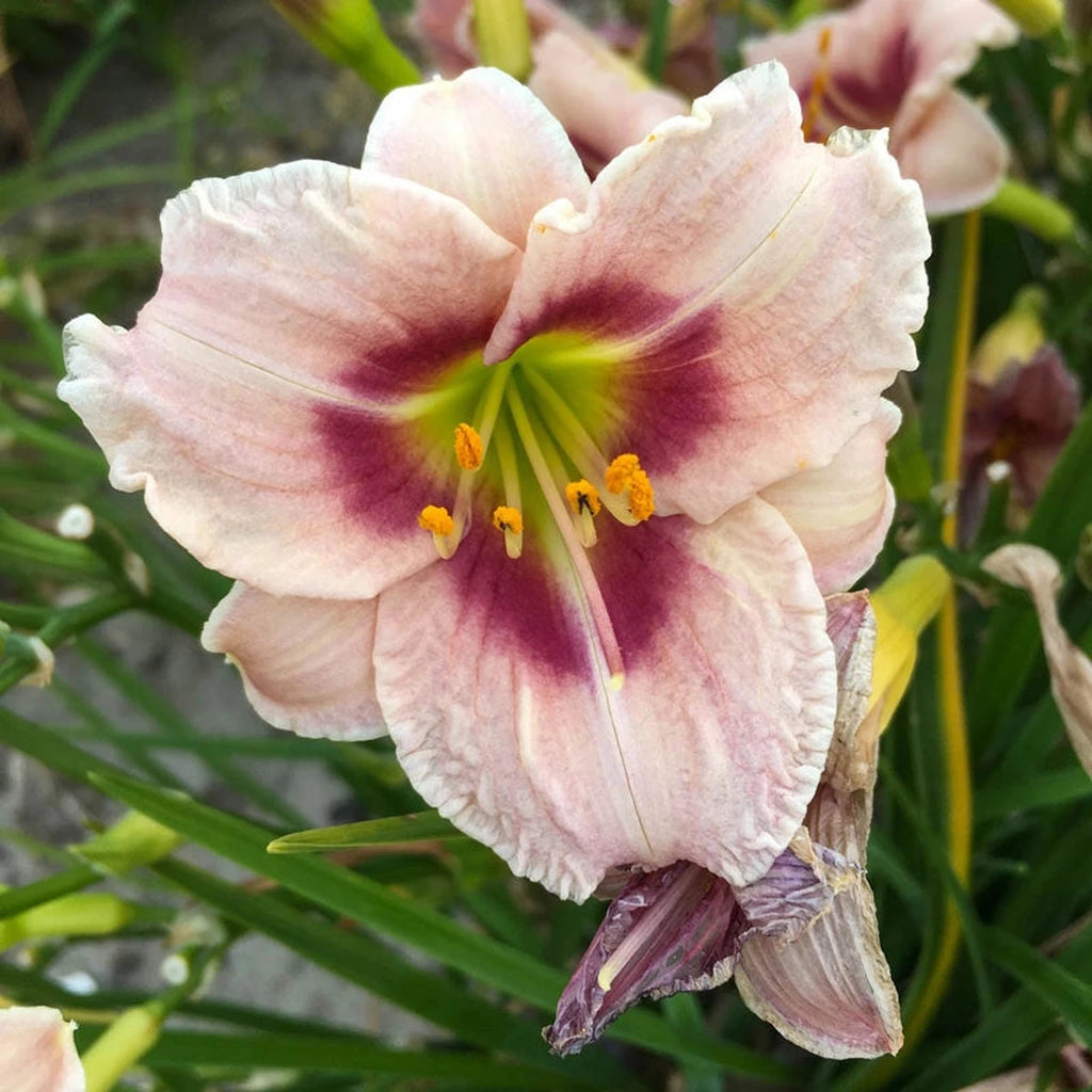 Buy Blueberry Vanilla Daylily | Sun Perennials | Breck's – Brecks
