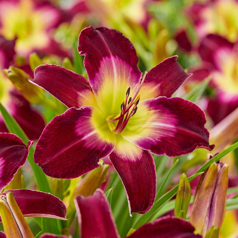Buy Longfields Model Daylily | Sun Perennials | Breck's