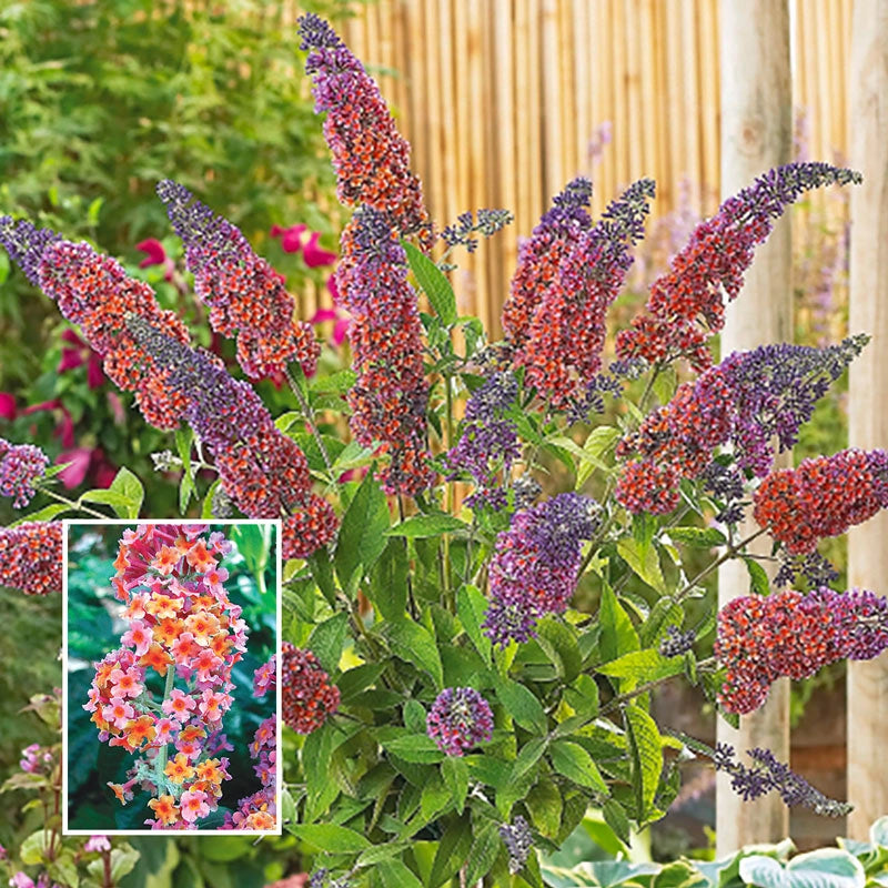 Jumbo Kaleidoscope Butterfly Bush | Sun Perennials | Brecks