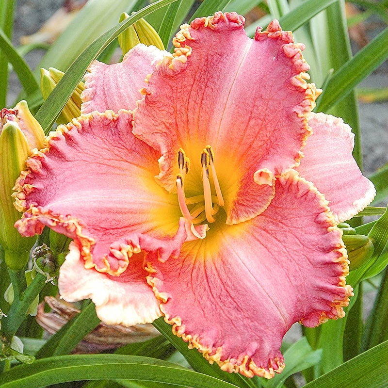 Heavenly Pink Fang Daylily | Shop Online | Breck's