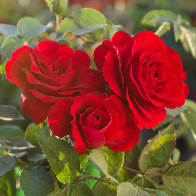 Buy Oh My Floribunda Rose | Rose Bushes & Plants | Breck's – Brecks
