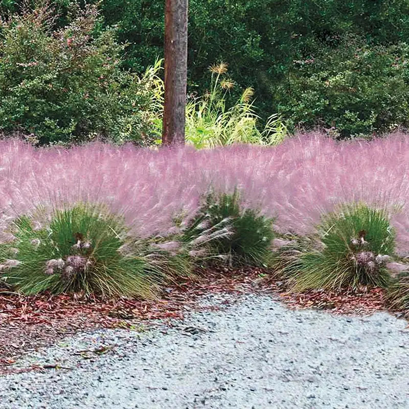 Buy Cotton Candy Grass | Sun Perennials | Breck's