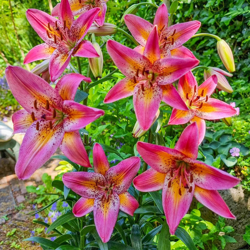 Buy Fancy Dance Lily Bulbs | Asiatic Lilies | Breck's