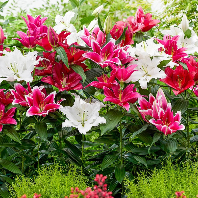 Buy Liber Lily Mixture Online | Oriental Lilies | Breck's