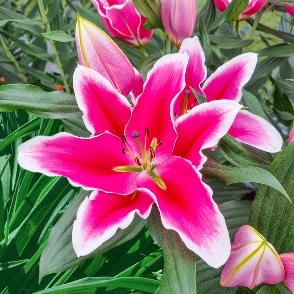 Buy Liber Edge Lily Bulbs Online | Oriental Lilies | Breck's