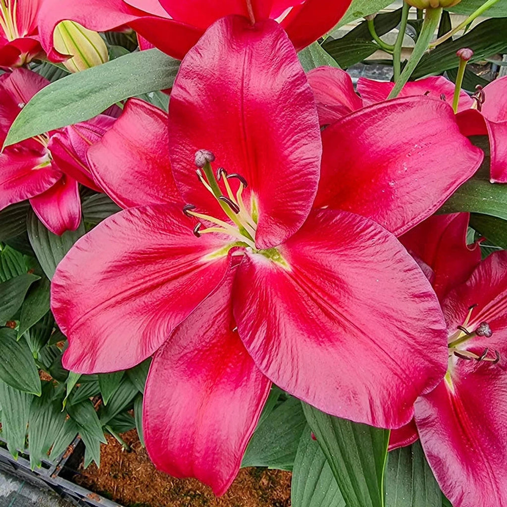 Buy Liber Love Lily Bulbs Online | Oriental Lilies | Breck's
