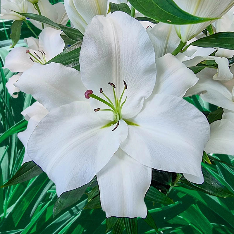 Buy Liber Skymaster Lily Bulbs | Oriental Lilies | Breck's