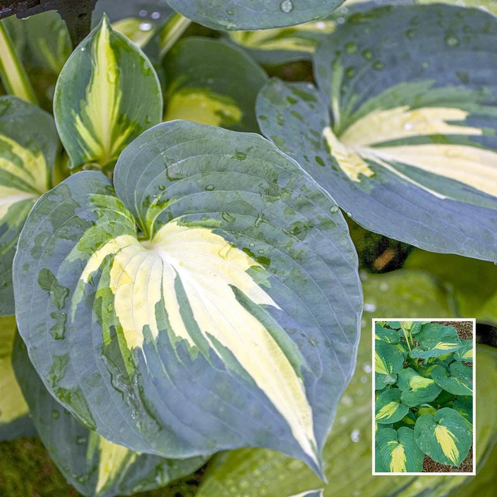 Buy Dream Weaver Hosta | Colour Changing Hostas | Breck's