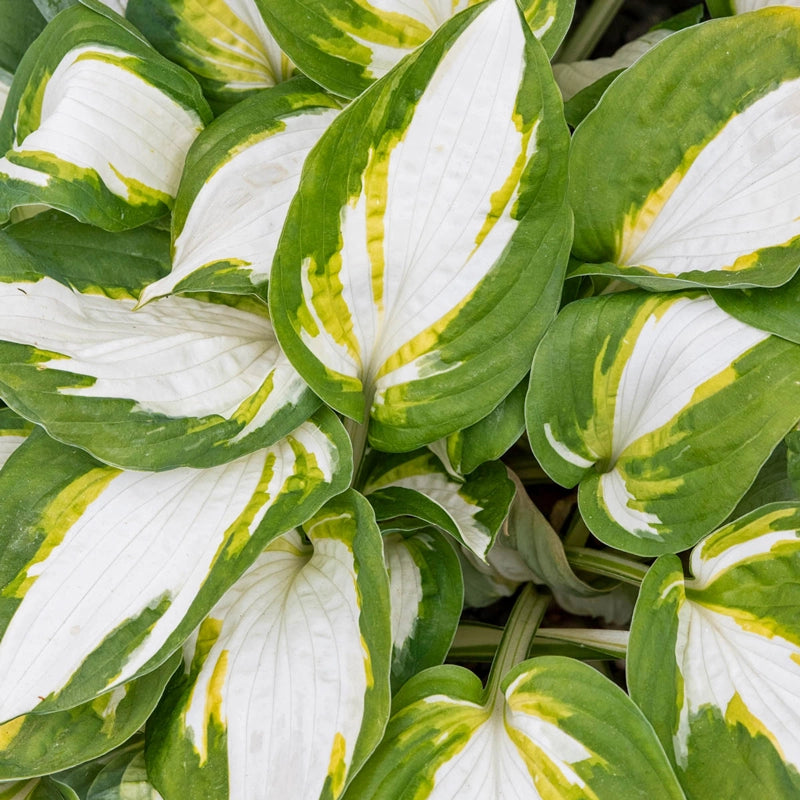 Buy Enterprise Hosta | Breck's Favourite Hostas | Breck's
