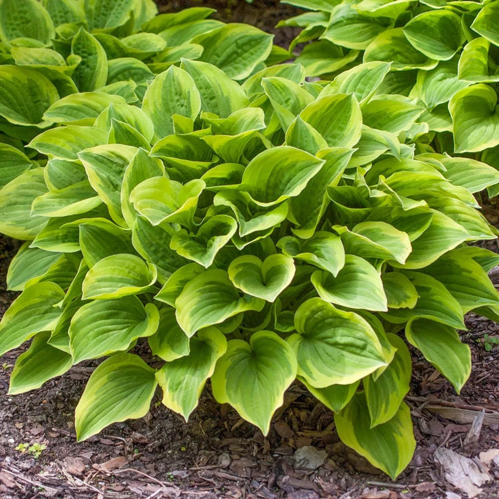 Buy Golden Tiara Hosta | Sun Tolerant Hostas | Breck's