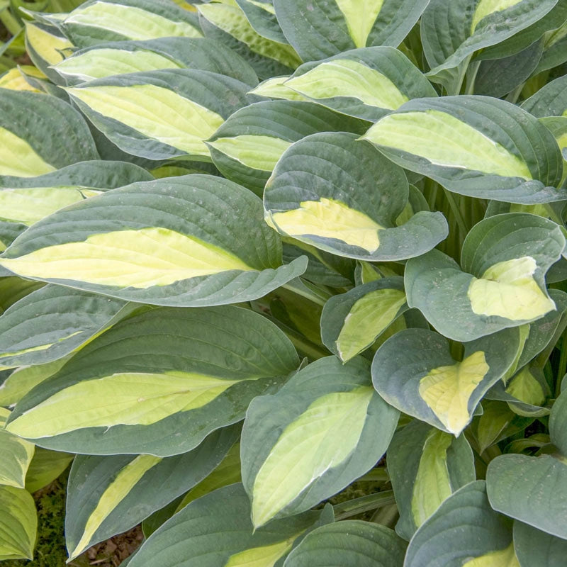 Buy Gypsy Rose Hostas Online | Shade Perennials | Breck's