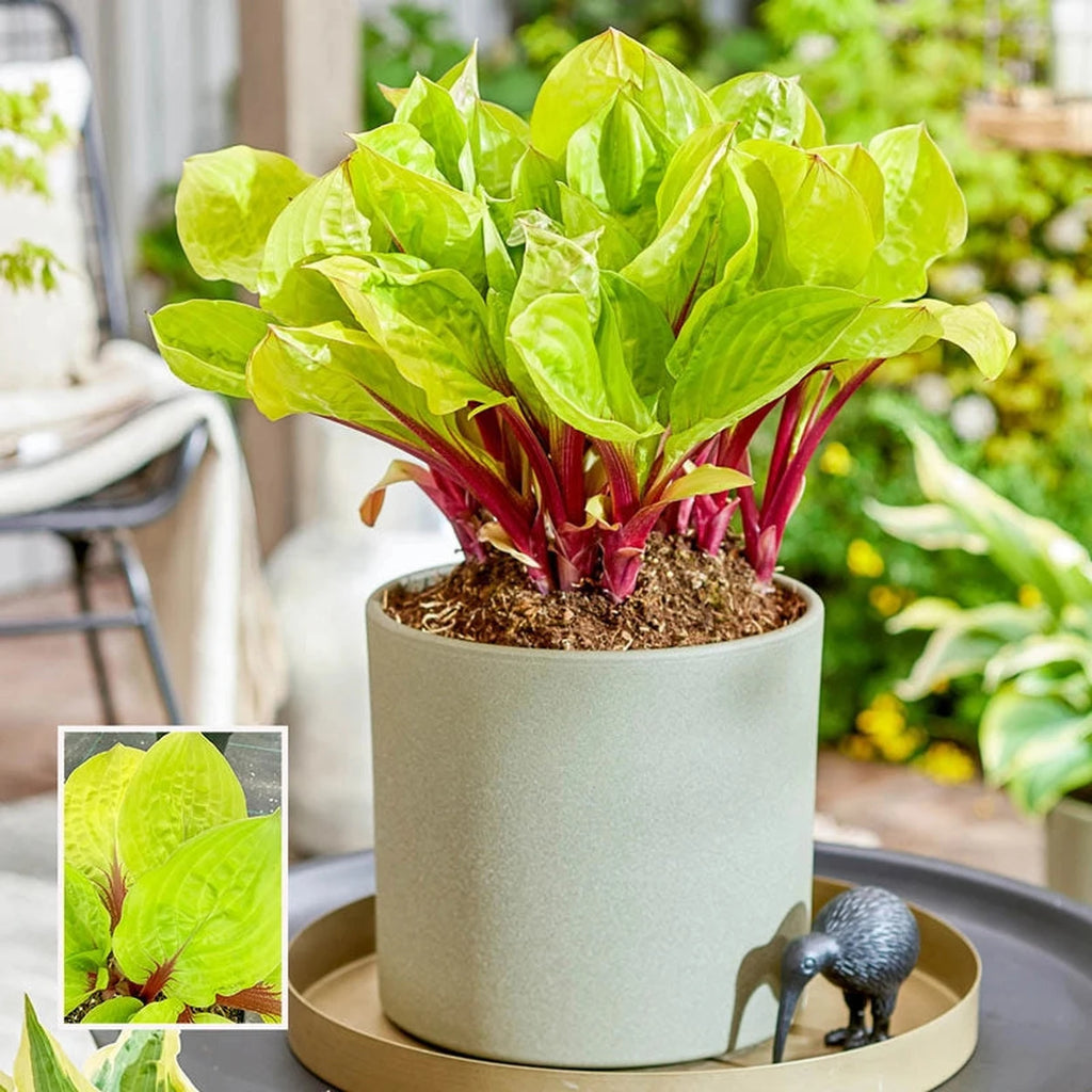 Buy Lemon Snap Hosta | Breck's Favourite Hostas | Breck's