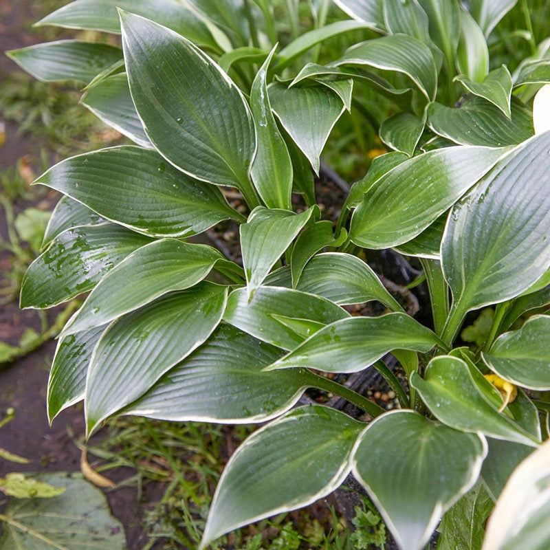 Buy Silver Shadow Hosta Online | Unique Hostas | Breck's