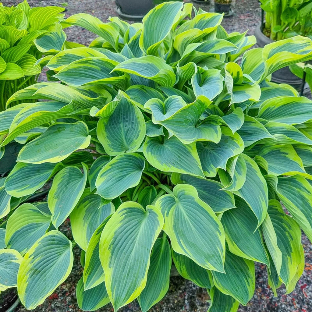 Buy Sleeping Beauty Hosta | Colour Changing Hostas | Breck's