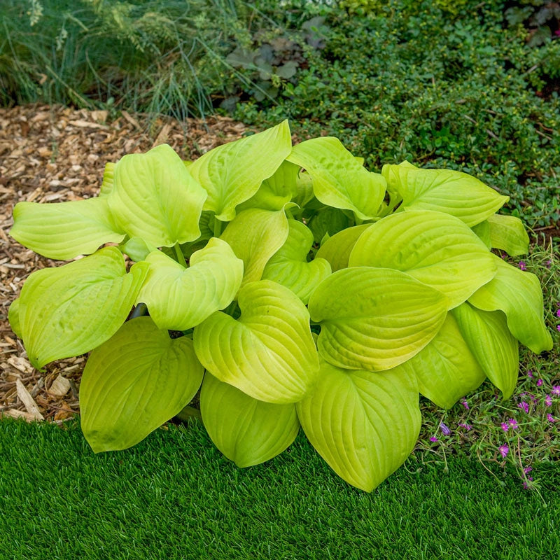Buy Tortilla Chip Hosta Online | Fragrant Hostas | Breck's