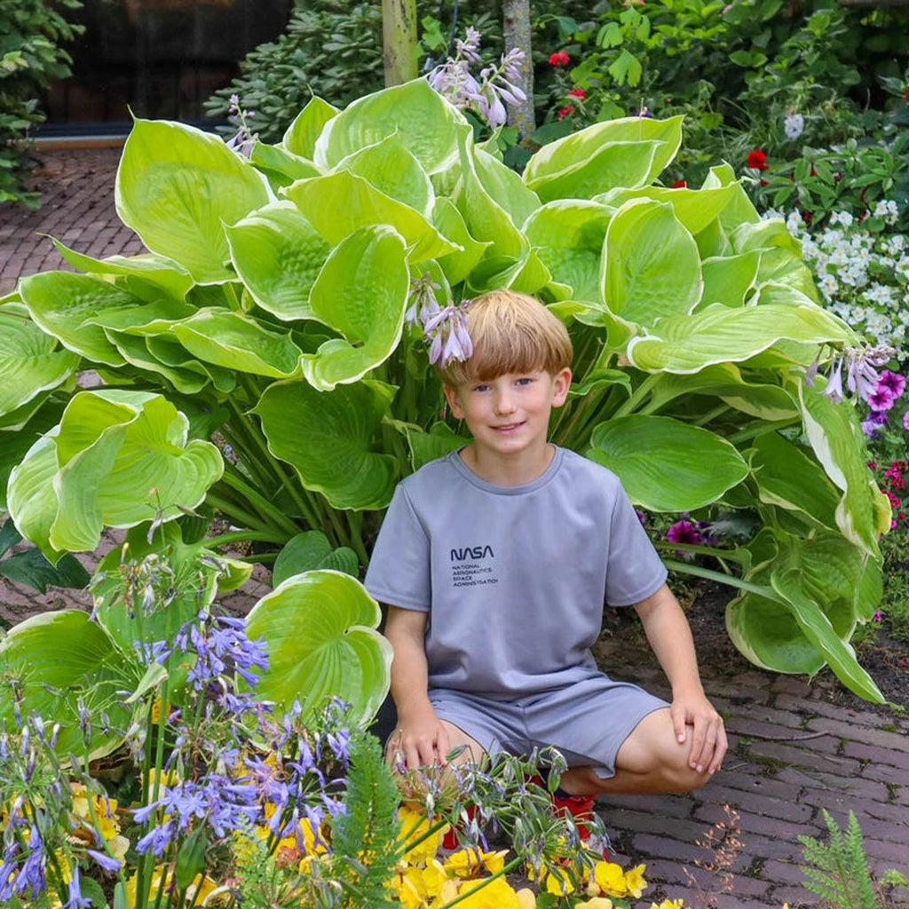 Buy Winter Snow Hosta | Slug Resistant Hostas | Breck's