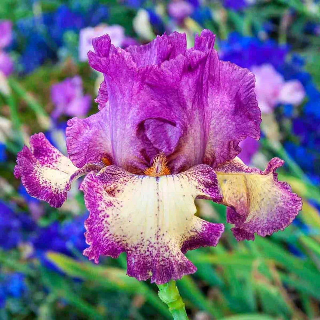 Rock Star Reblooming Bearded Iris | Shop Online | Breck's