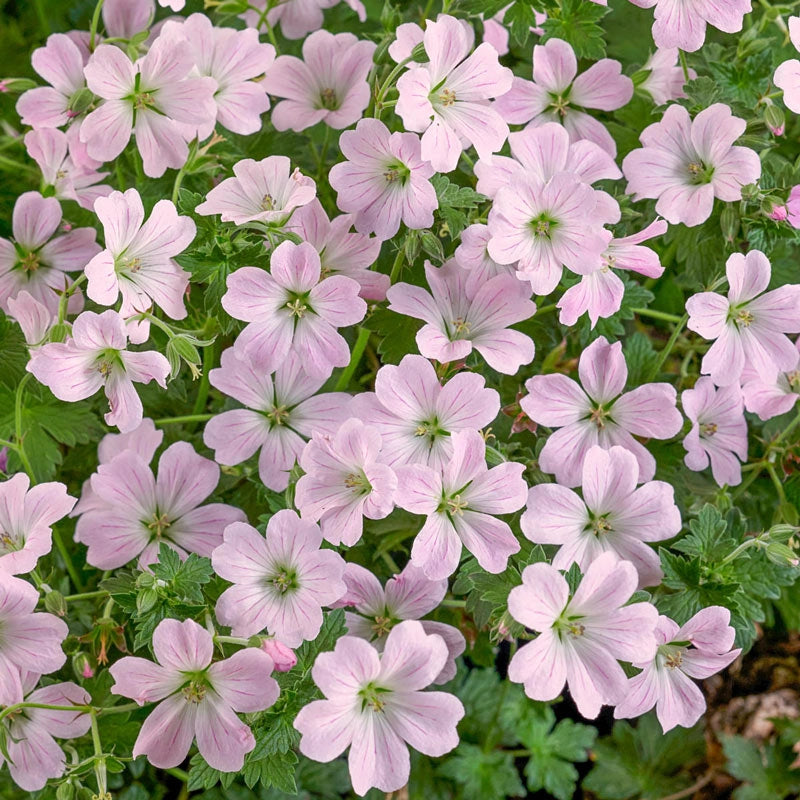 Dreamland Everblooming Hardy Geranium | Buy Online | Breck's