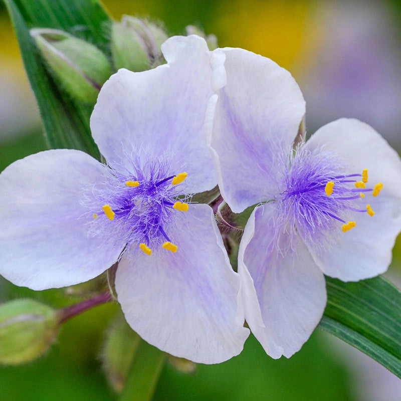 Buy Osprey Widows Tears | Shade Perennials | Breck's