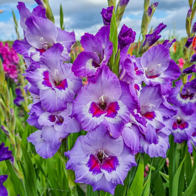 Vista Gladiolus Bulbs | Shop Online | Breck's